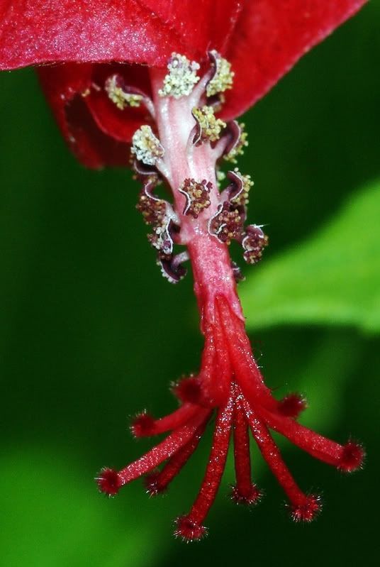 Stamen on a Red Caped Hibiscus - PentaxForums.com