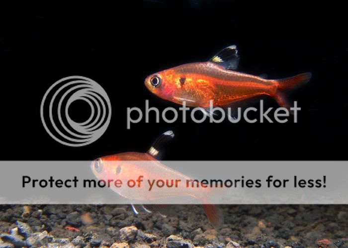 Tetra Red Crystal sem cor - Aquarismo Online [AqOL]