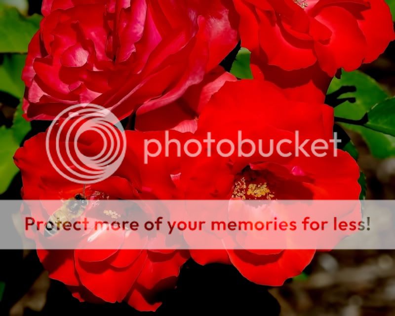 4 Red Roses and a Bee - PentaxForums.com