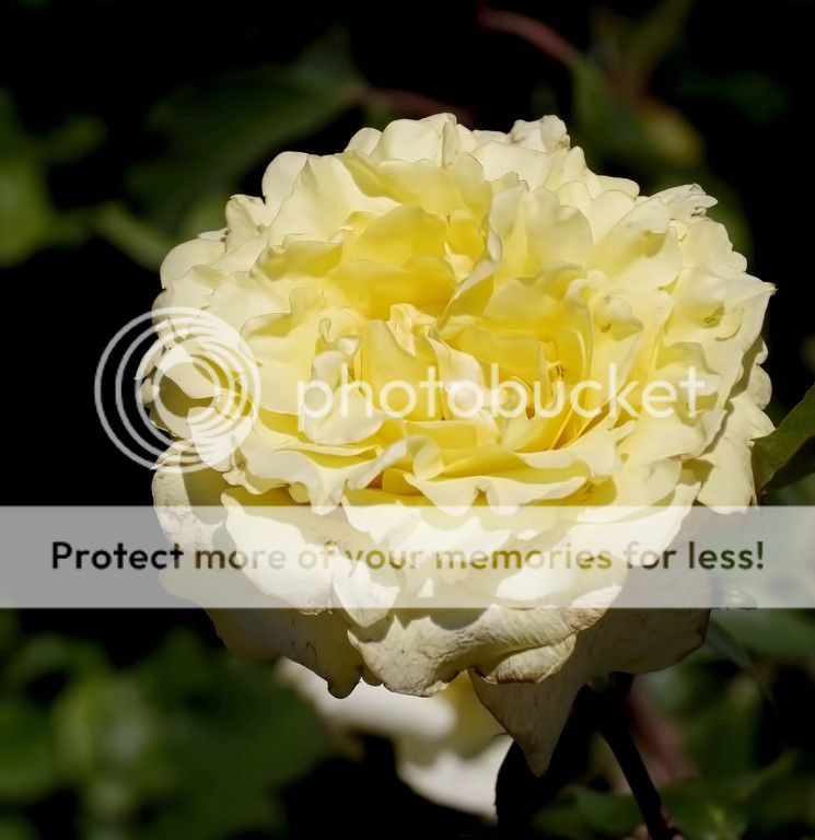 Pale Yellow Rose - PentaxForums.com