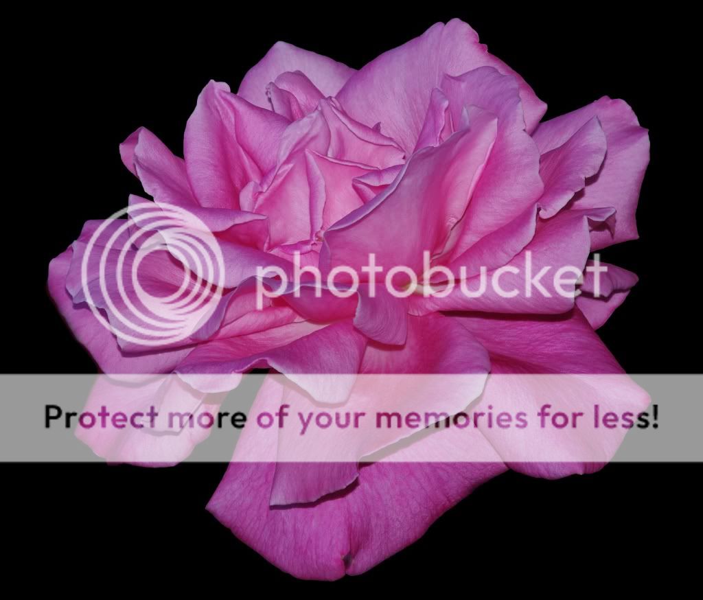 A Mauve Rose - PentaxForums.com