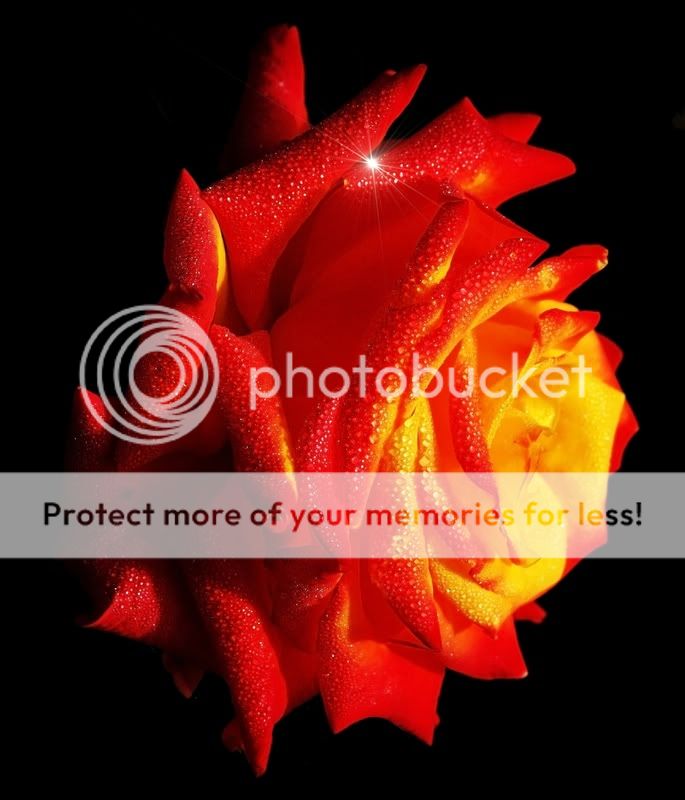 Perfect Red & Yellow Rose - PentaxForums.com