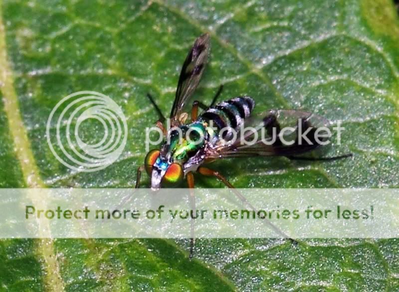 Tiny Green Striped Fly - PentaxForums.com
